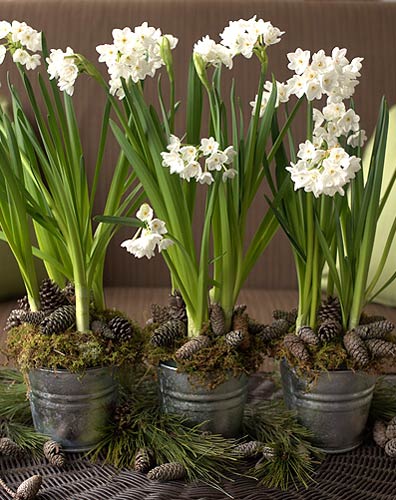How to Grow Paperwhites | P. Allen Smith Garden Home