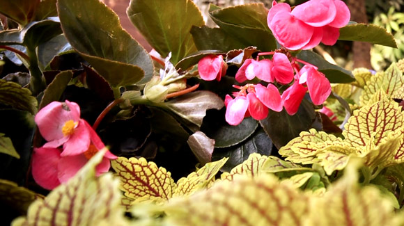 9 Plants to Grow in Shade – P. Allen Smith